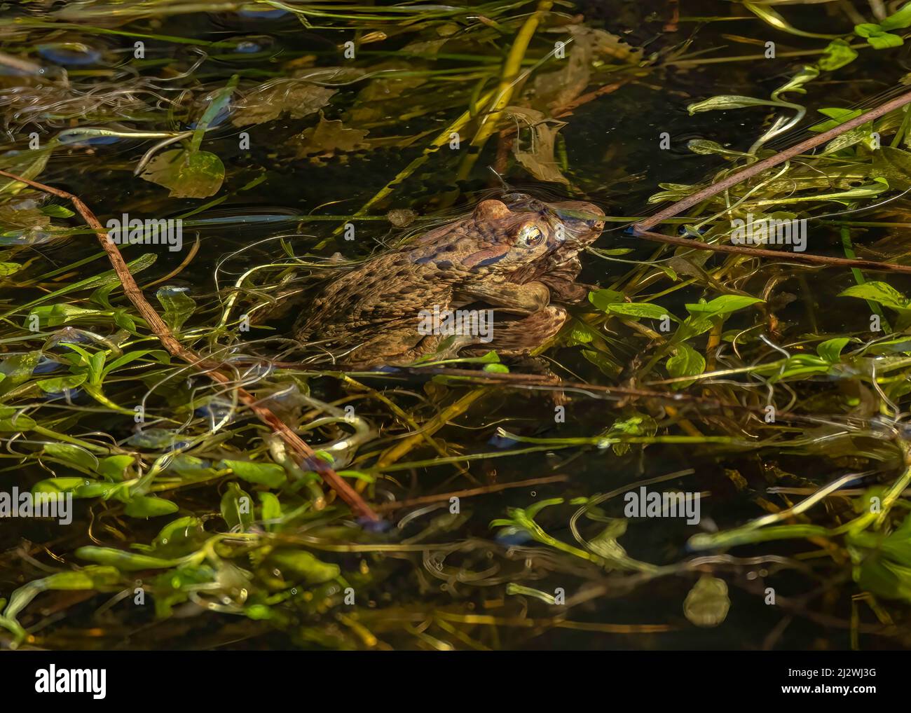 Scottish toads hi-res stock photography and images - Alamy