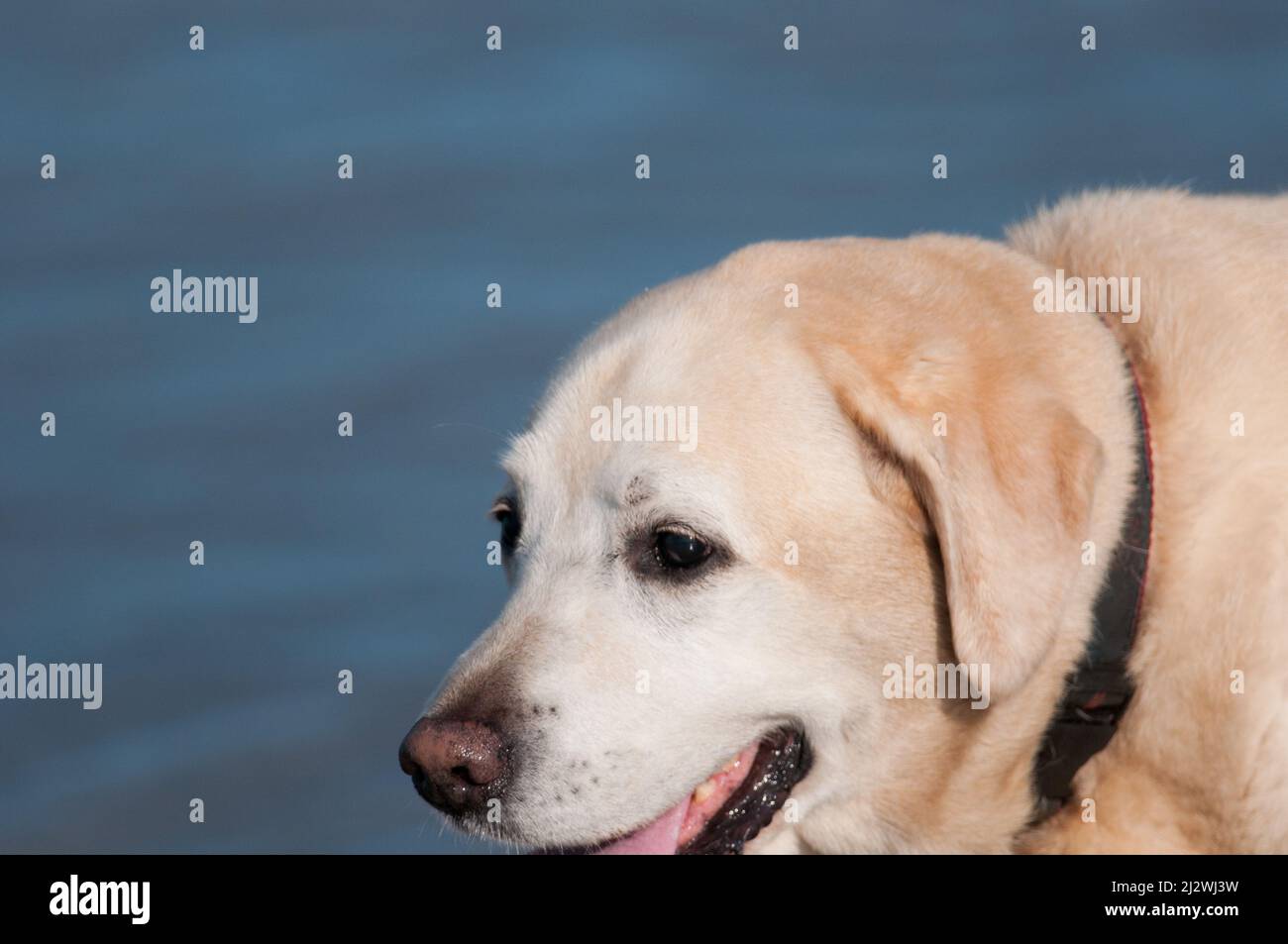 Lab playing at the beach in Maine Stock Photo - Alamy