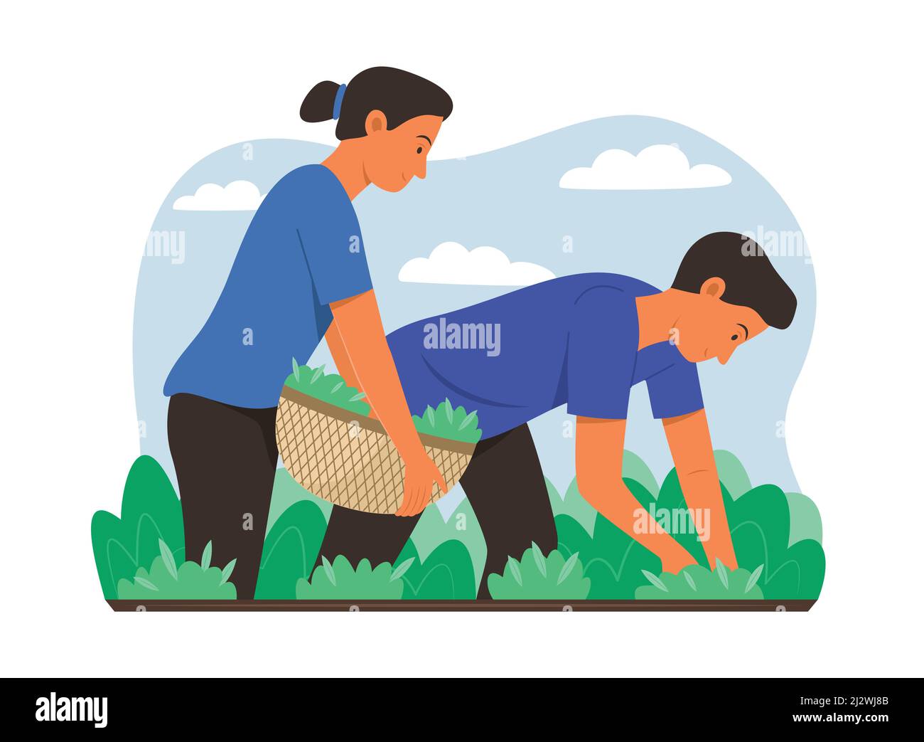 Farmers Harvesting the Fresh Vegetable Stock Vector Image & Art - Alamy