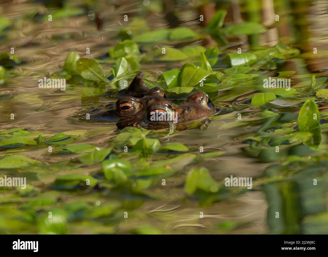 Scottish toads hi-res stock photography and images - Alamy