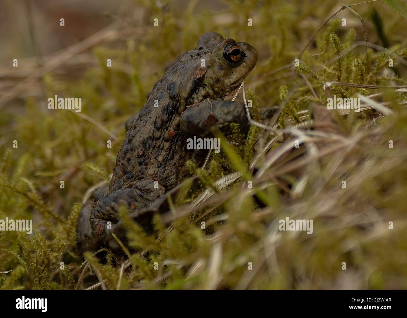 Scottish toads hi-res stock photography and images - Alamy