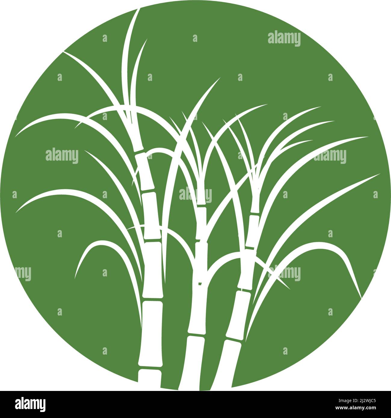 Sugar cane plant logo vector illustration design Stock Vector Image ...