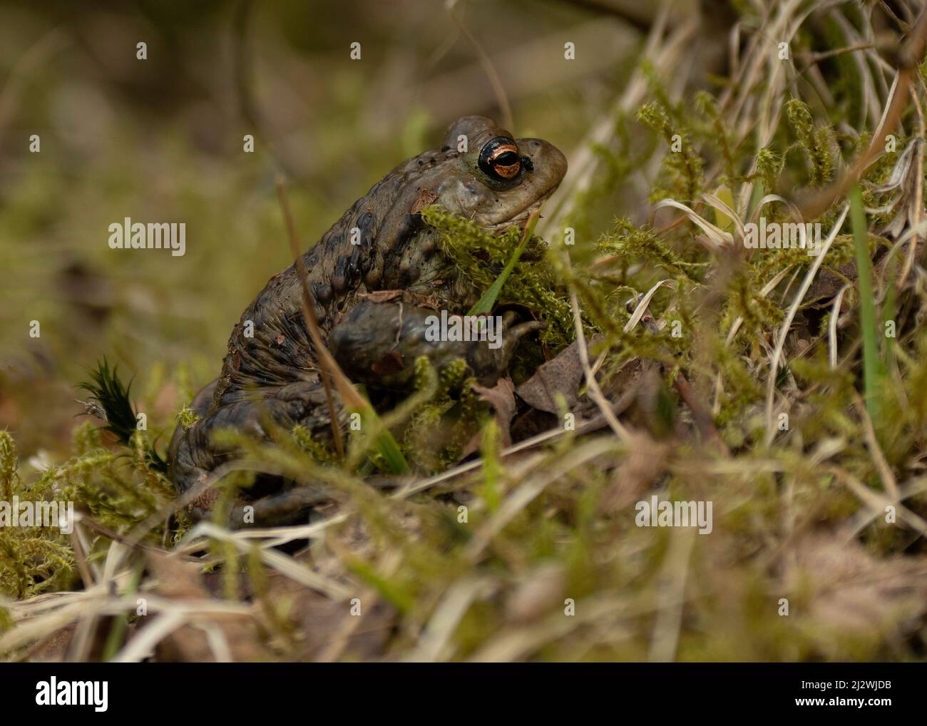 Scottish toads hi-res stock photography and images - Alamy