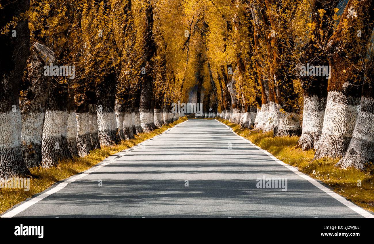 A picturesque backcountry road lined with tall trees in fall foliage ...