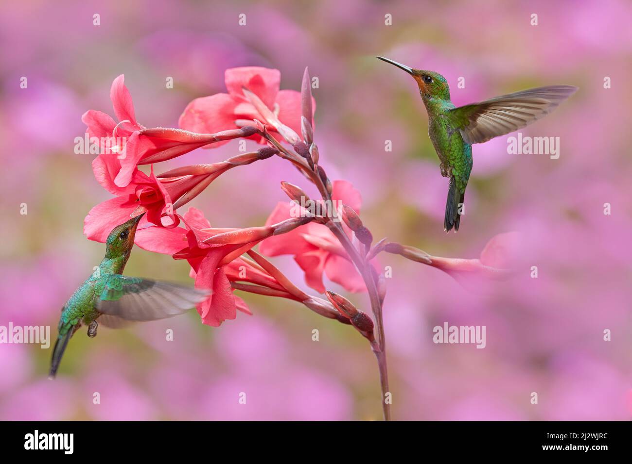 Hummingbirds Green-crowned Brilliant , Heliodoxa jacula, flying next to ...
