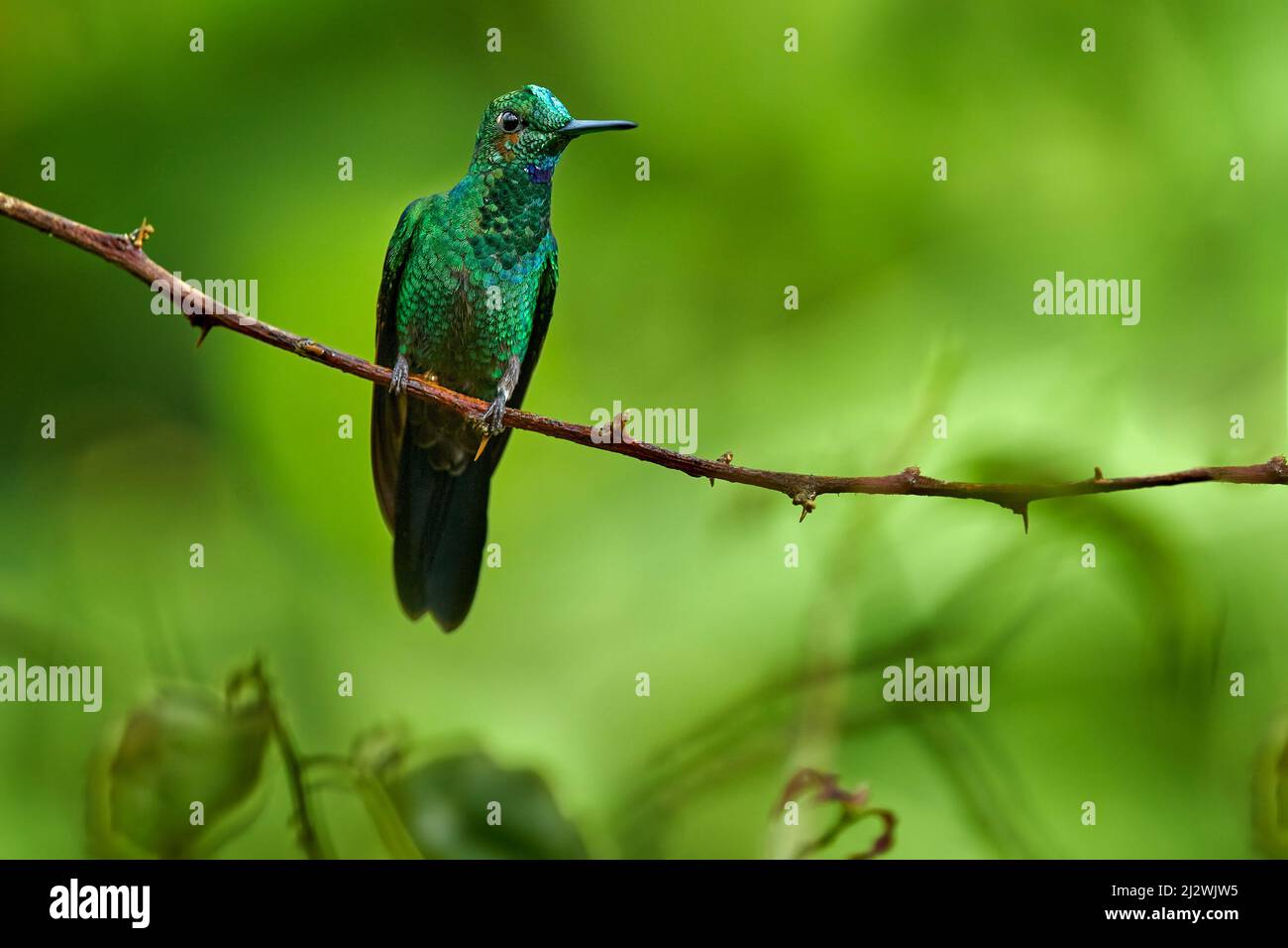 Gree tropic jungle with shiny bird. Hummingbird Green-crowned Brilliant ...