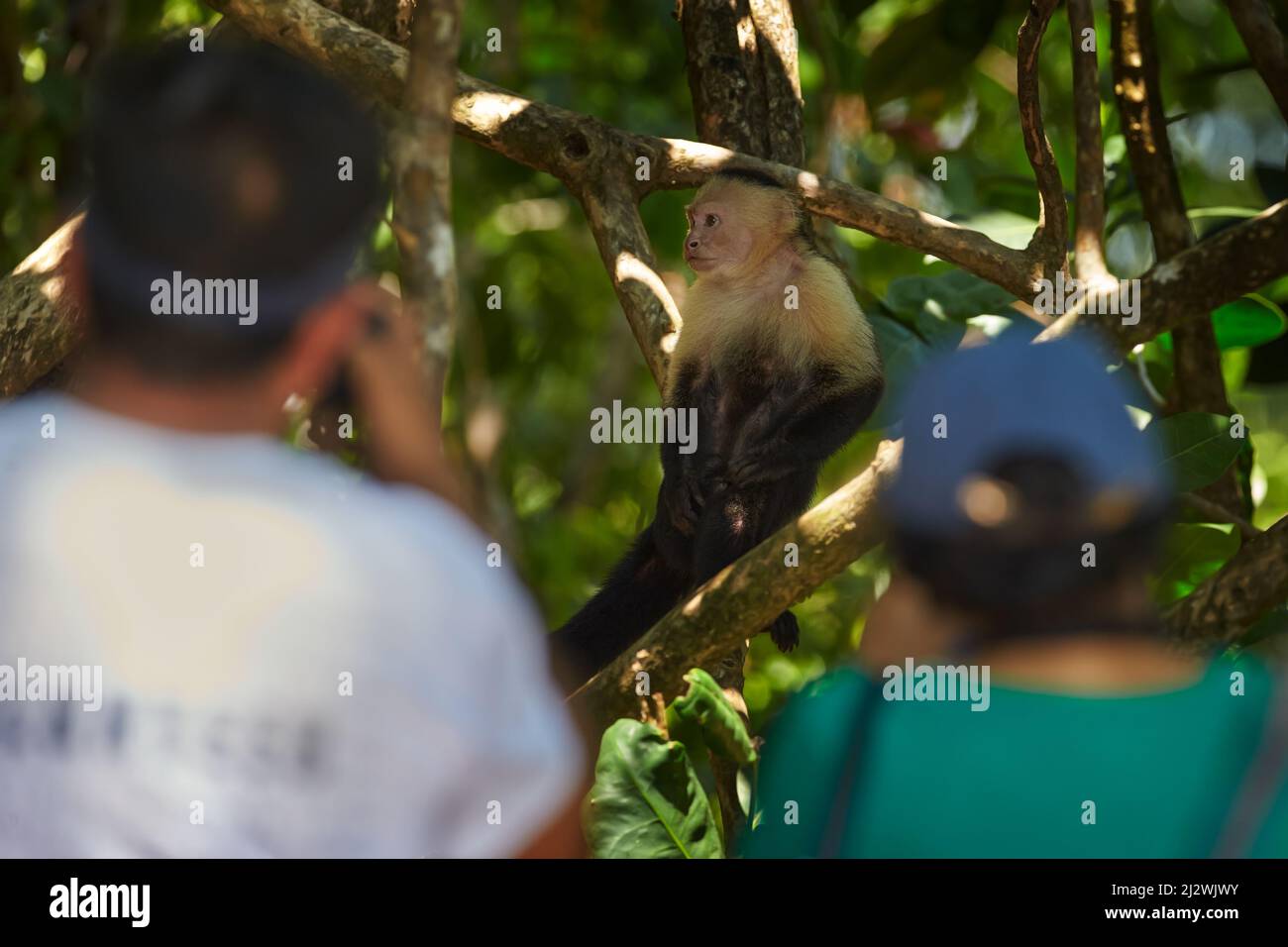 Photographers, monkey disturb in the forest. White-headed Capuchin ...