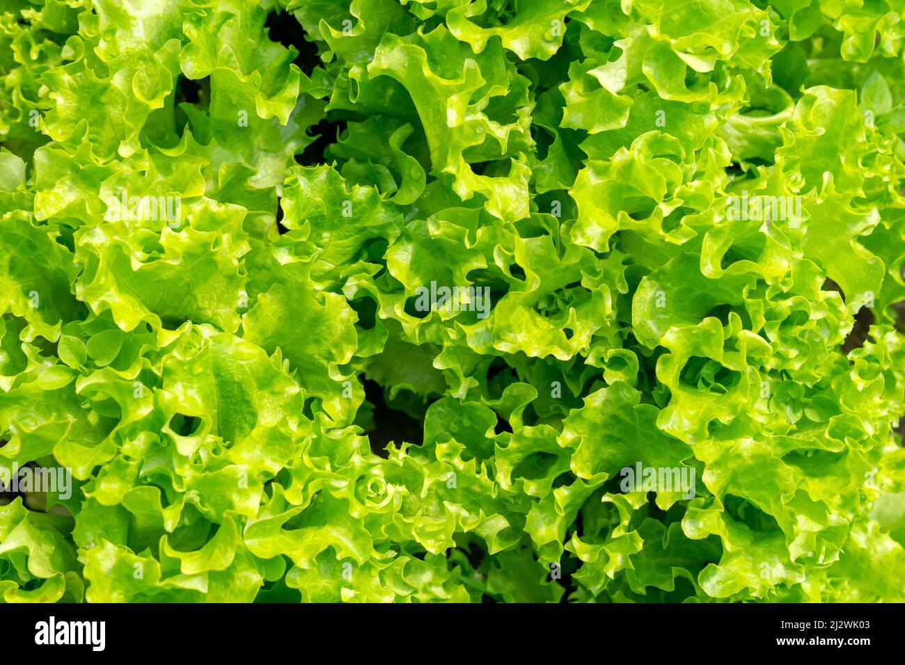Lettuce Texture