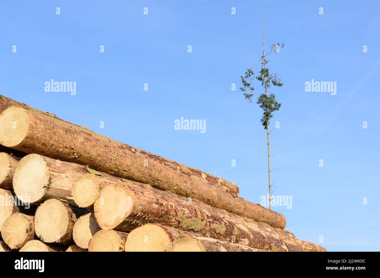 Pile of felled trees at a lumberyard with one single tree standing in ...