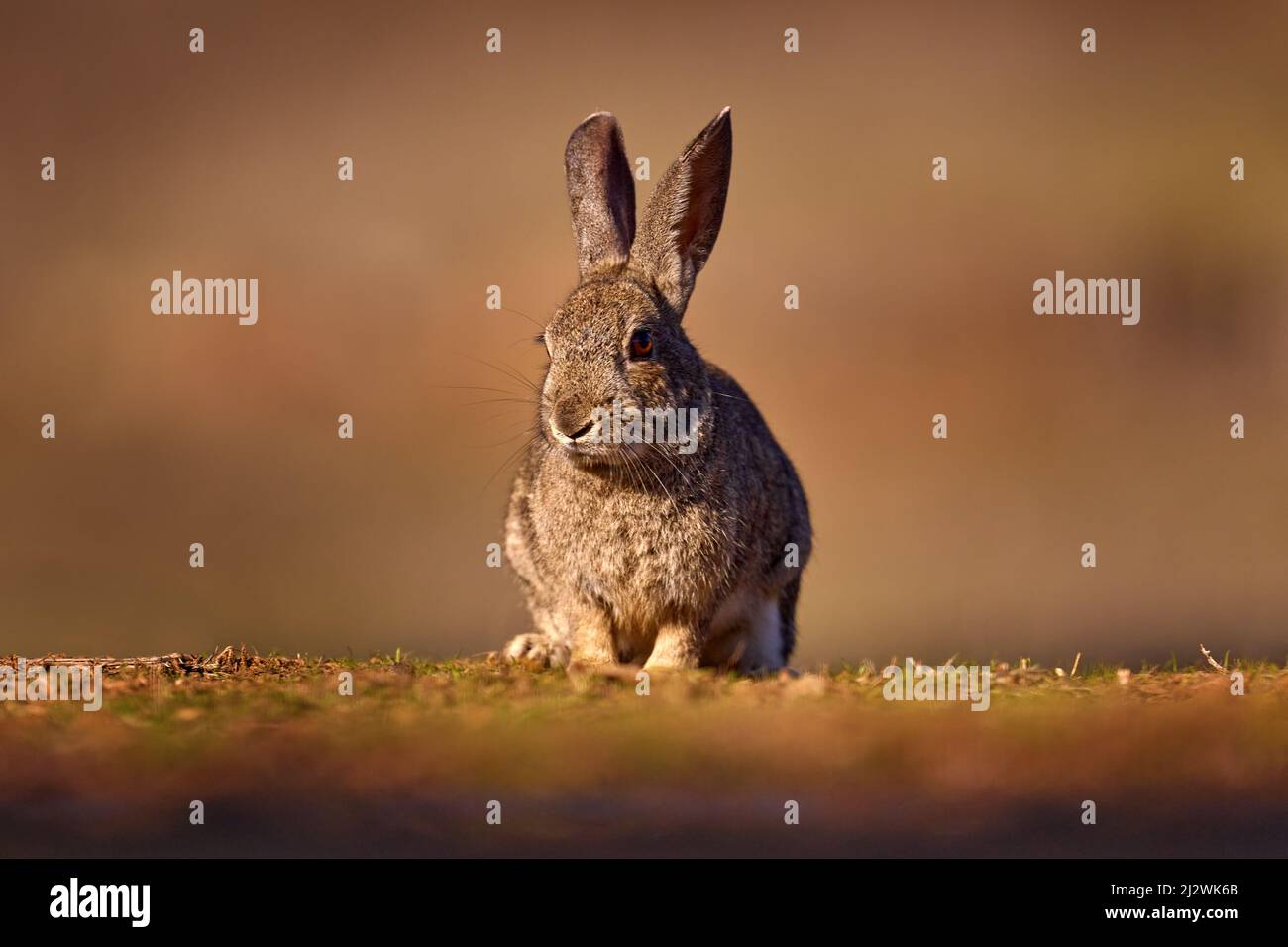 European Rabbit, Oryctolagus cuniculus algirus, Parque Natural Sierra ...