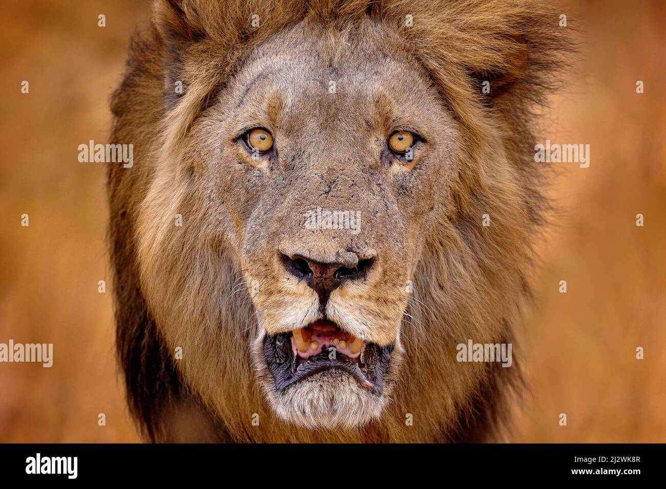 African lion, male. Botswana wildlife. Lion, fire burned destroyed ...