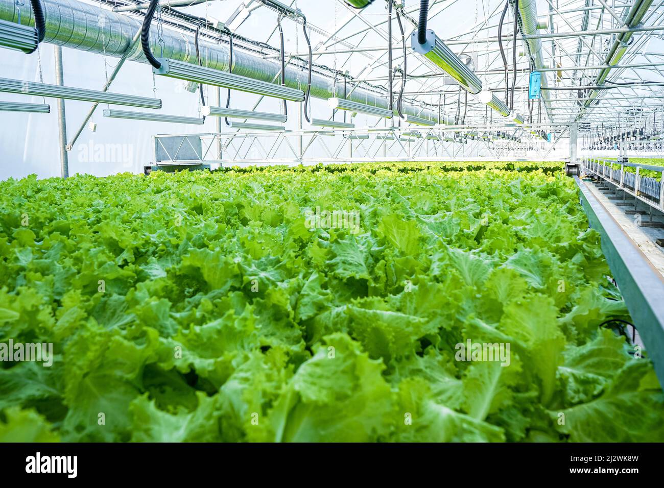 Lettuce grown on the farm. Field of green leaves for vegetable salad ...