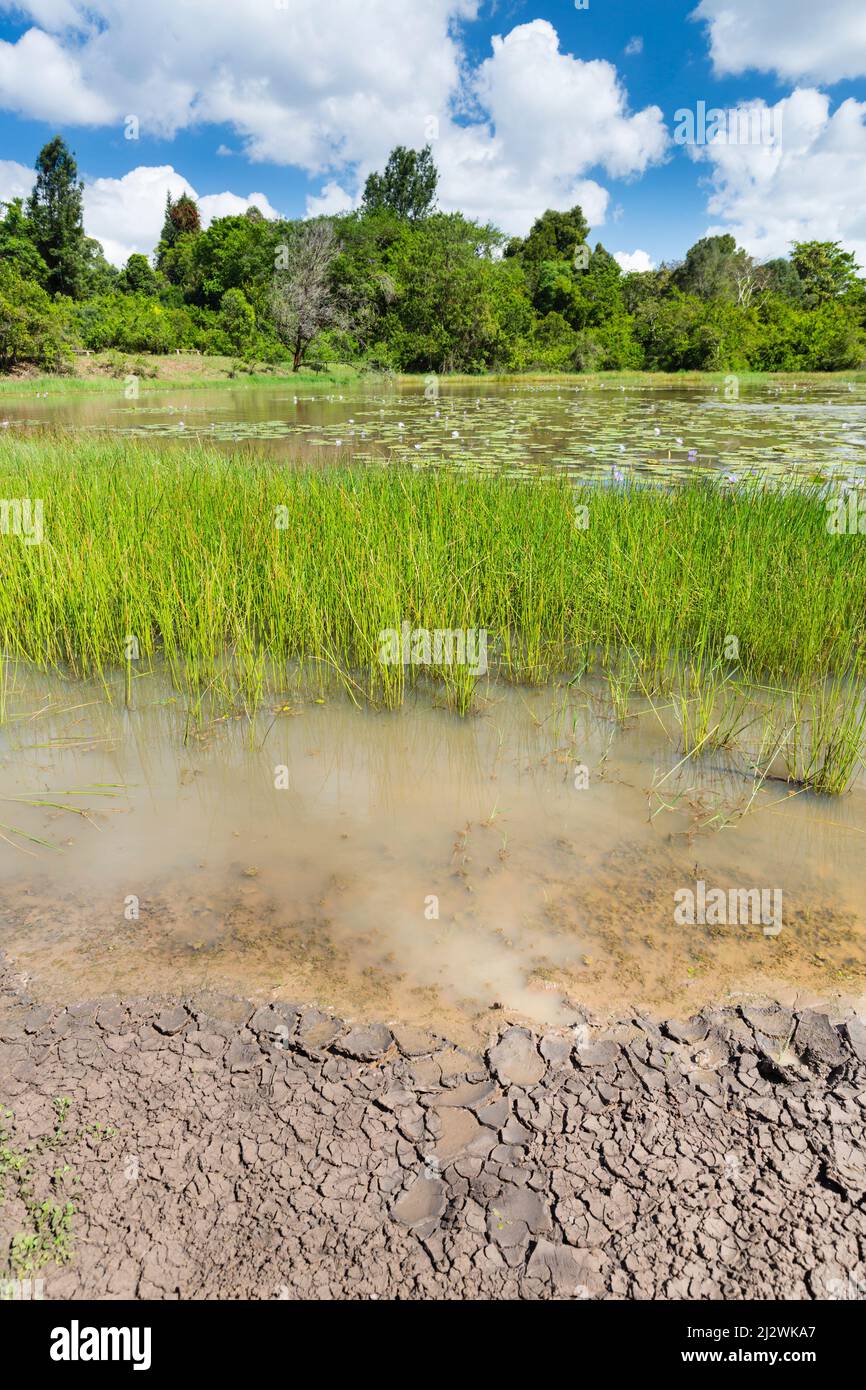 Falling water level at Lily Lake in Karura Forest, Nairobi, Kenya with ...