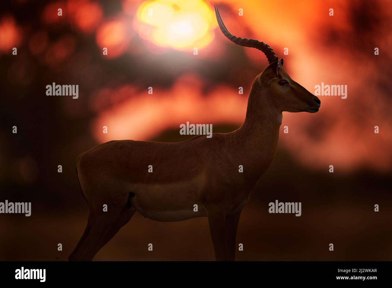 Africa sunset. Impala - in Africa wildlife. Beautiful impala in the ...