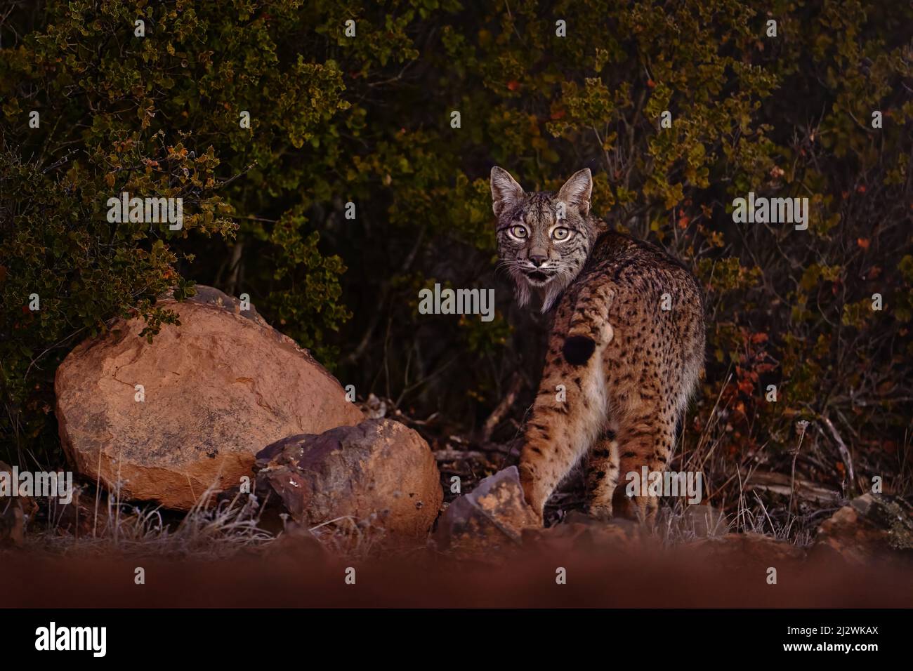 Spain wildlife. Iberian lynx, Lynx pardinus, wild cat endemic to ...