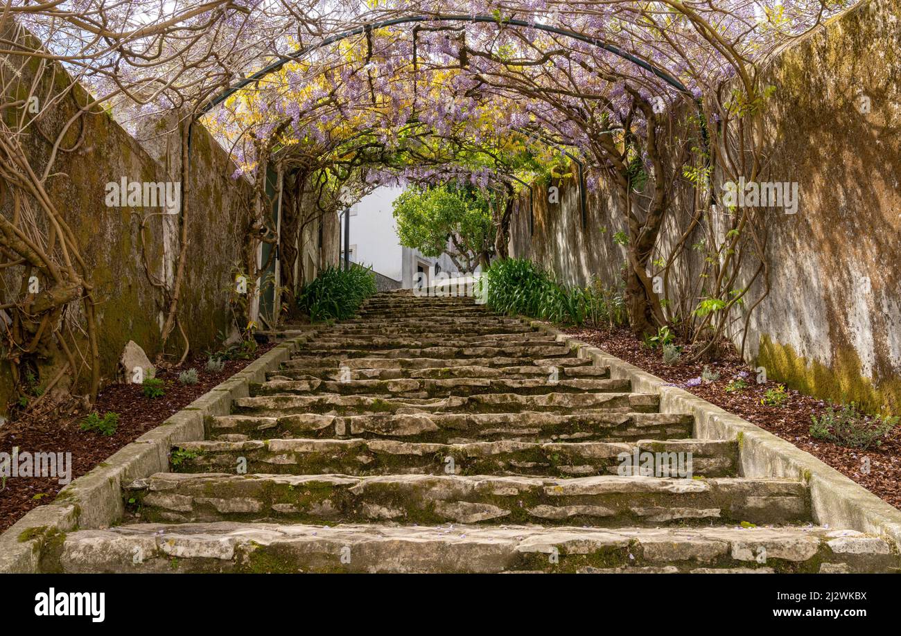 wide stone stairs leading through a portico covered in green vines and ...