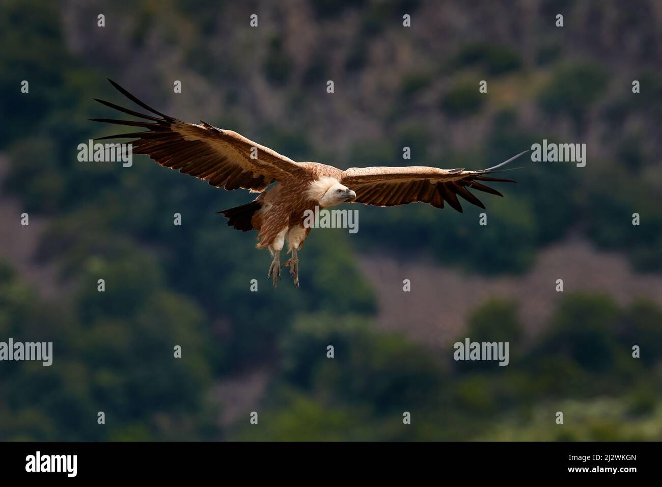Vulture flight. Griffon Vulture, Gyps fulvus, big birds of prey fly ...
