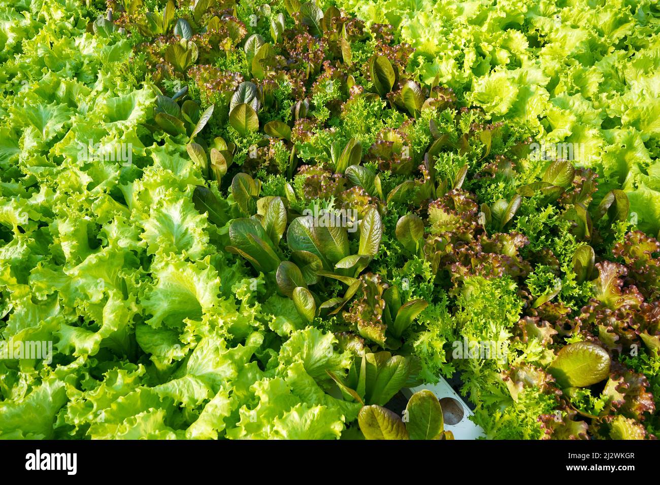Lettuce grown on the farm. Field of green leaves for vegetable salad ...