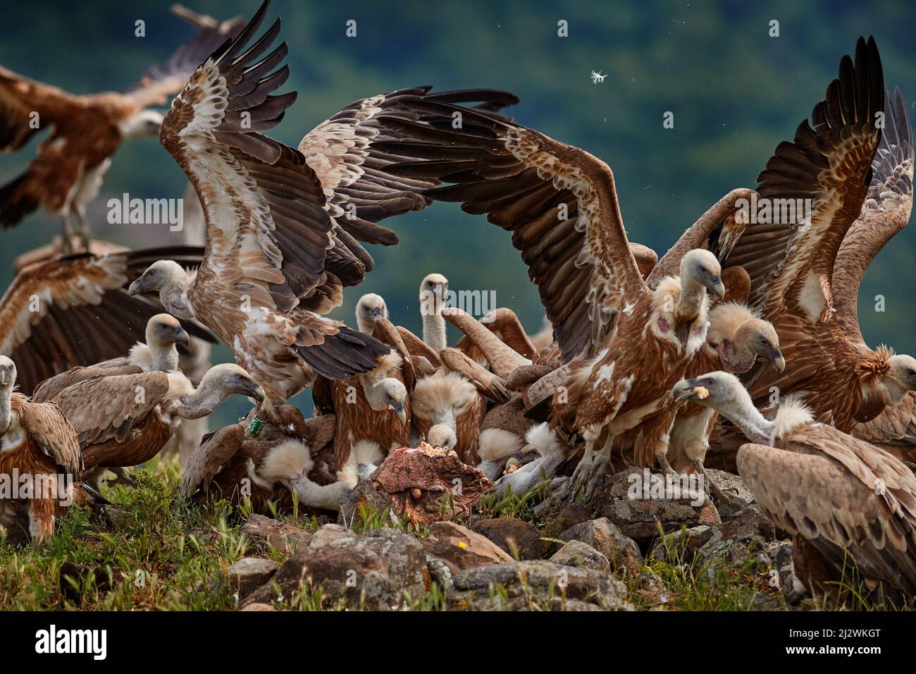 Dinner party, carcass food with vultrure fight in nature. Griffon ...