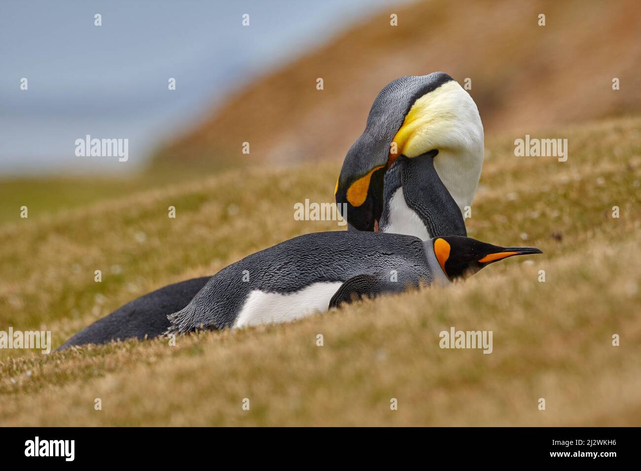 Penguin behavior, wildlife scene from nature, Antarctica. Bird love in ...