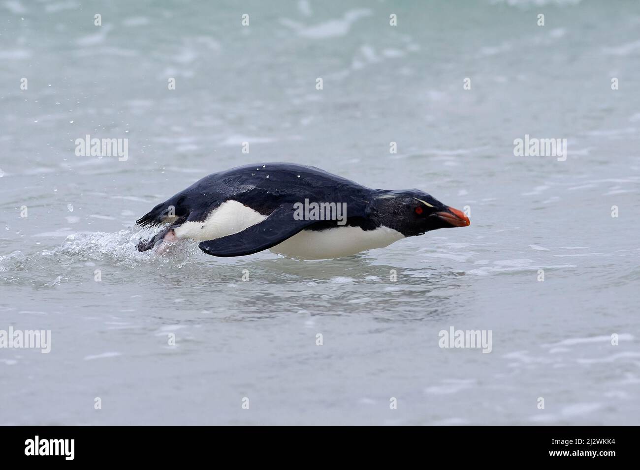 Rock penguin swim jump. Beautiful sea bird. Rockhopper penguin ...