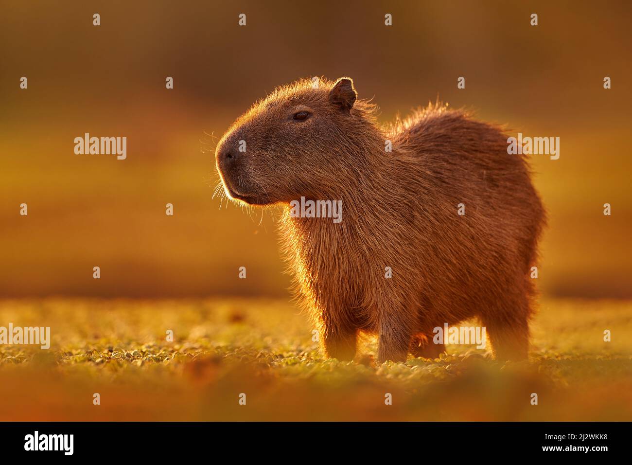 Brazil wildlife. Capybara, Hydrochoerus hydrochaeris, Biggest mouse near the water with evening ...
