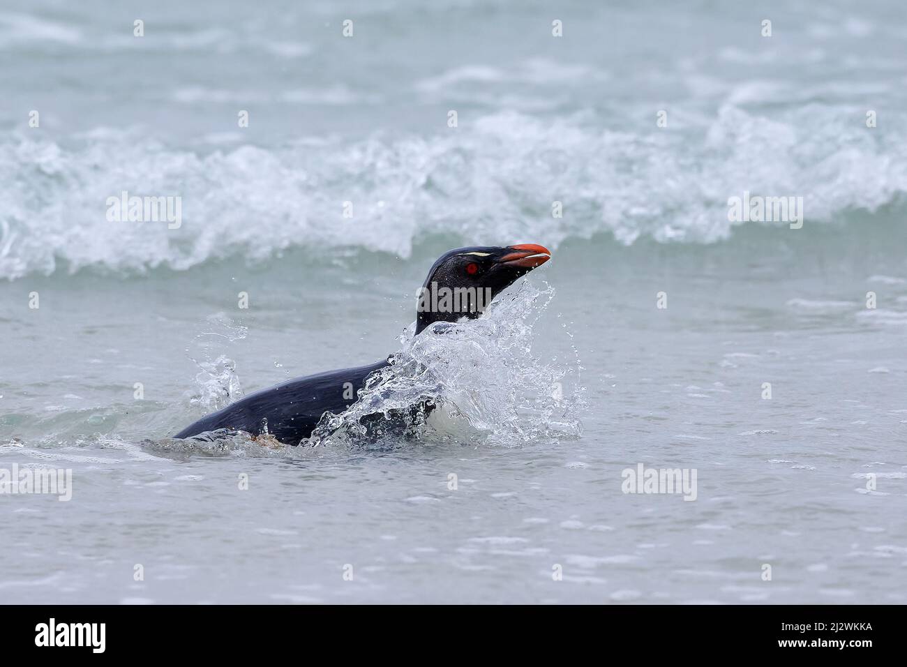 Rockhopper penguin swimming hi-res stock photography and images - Alamy