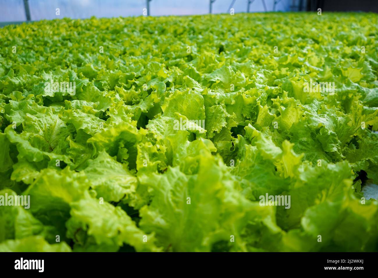 Lettuce grown on the farm. Field of green leaves for vegetable salad ...