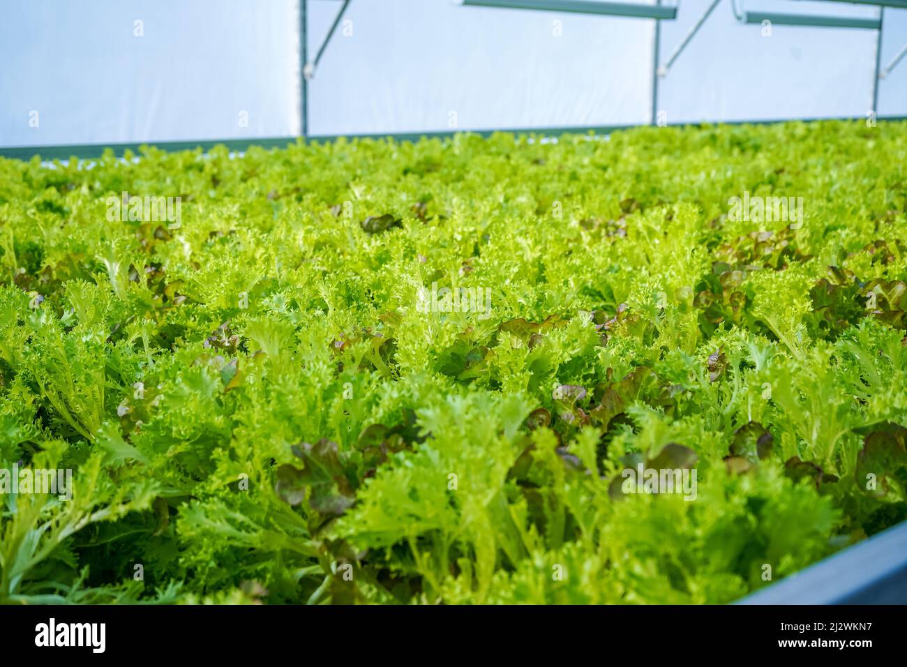 Lettuce grown on the farm. Field of green leaves for vegetable salad ...