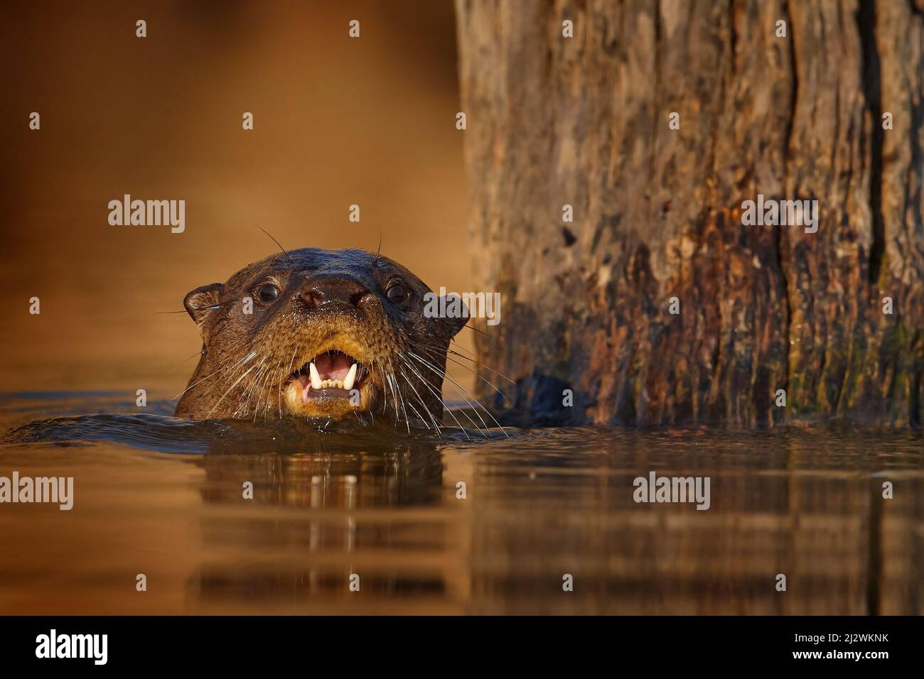 Brazil wildlife. Giant Otter, Pteronura brasiliensis, portrait in the ...