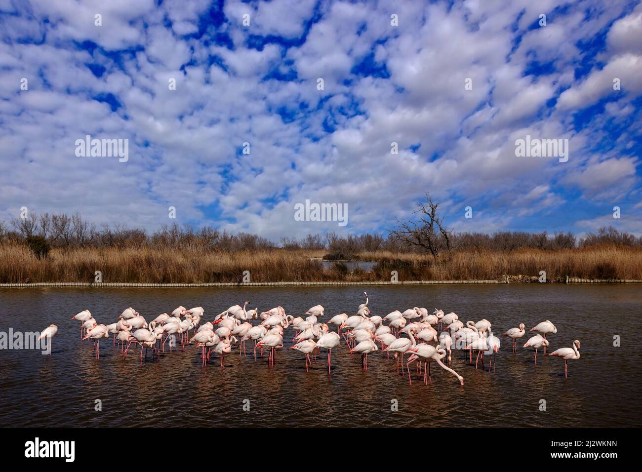 Greater Flamingo, Phoenicopterus ruber, beautiful pink big bird with ...