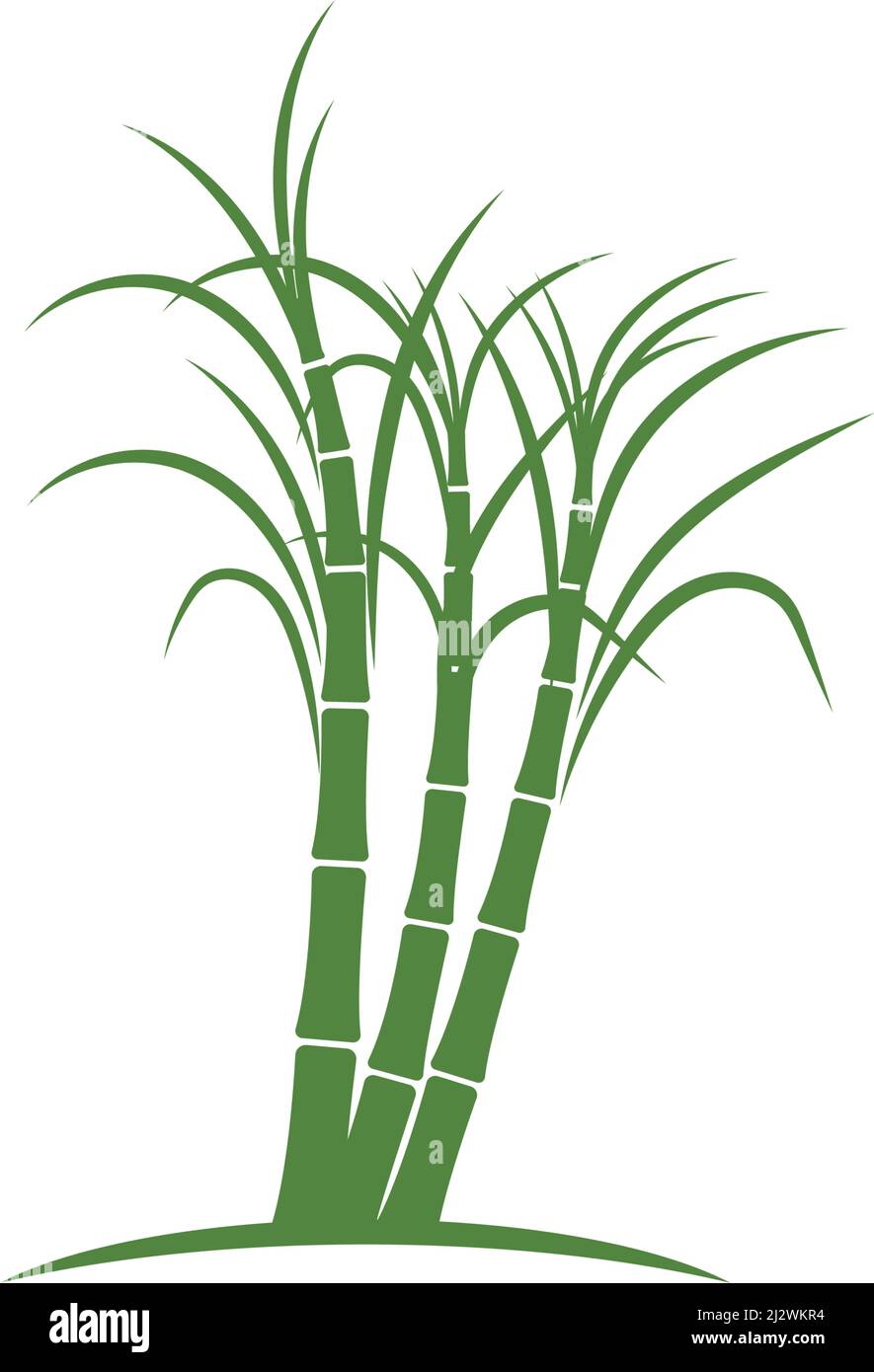 Sugar cane plant logo vector illustration design Stock Vector Image ...