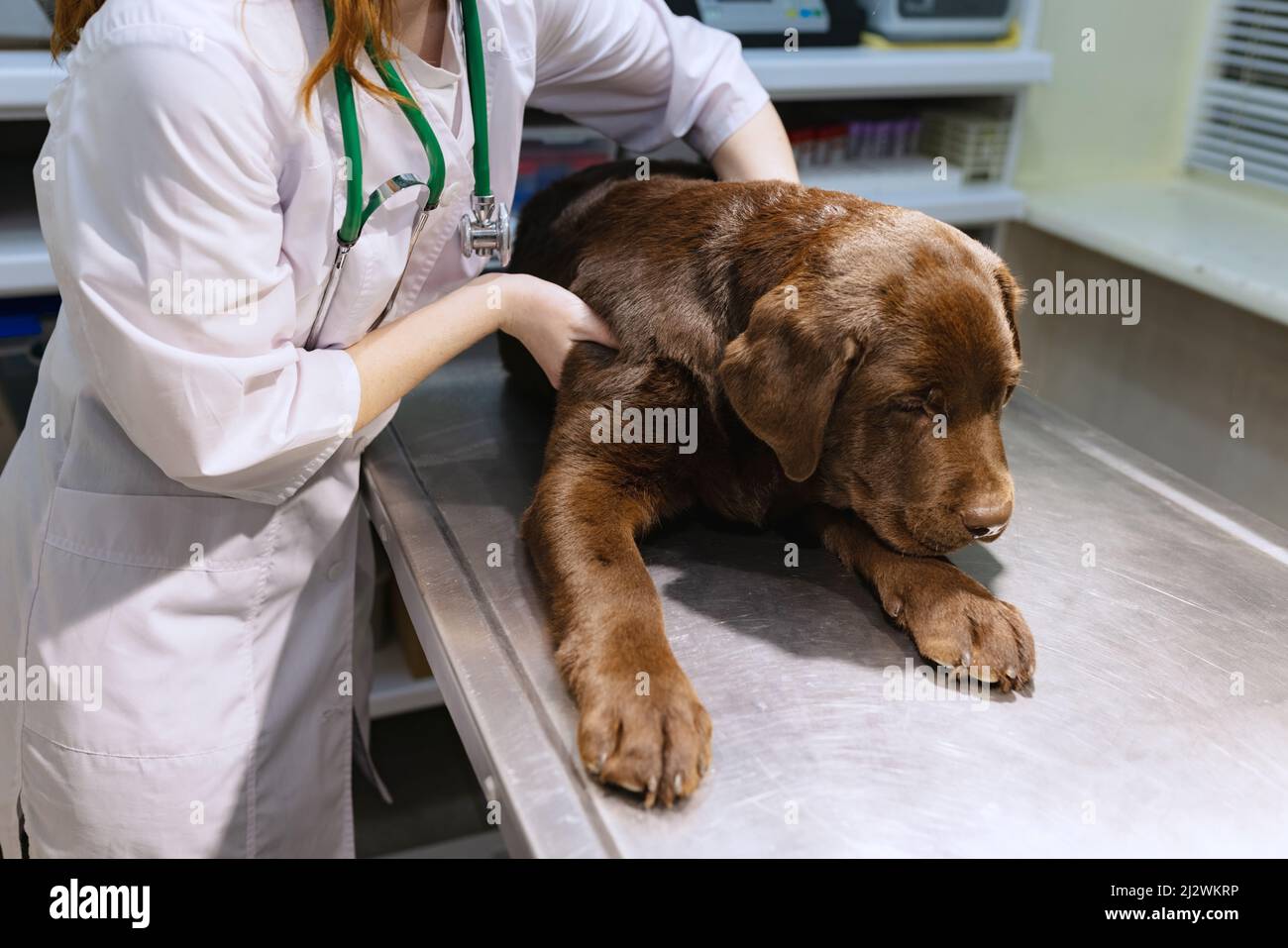 At vet clinic. Portrait of young kind woman, veterinary examines ...