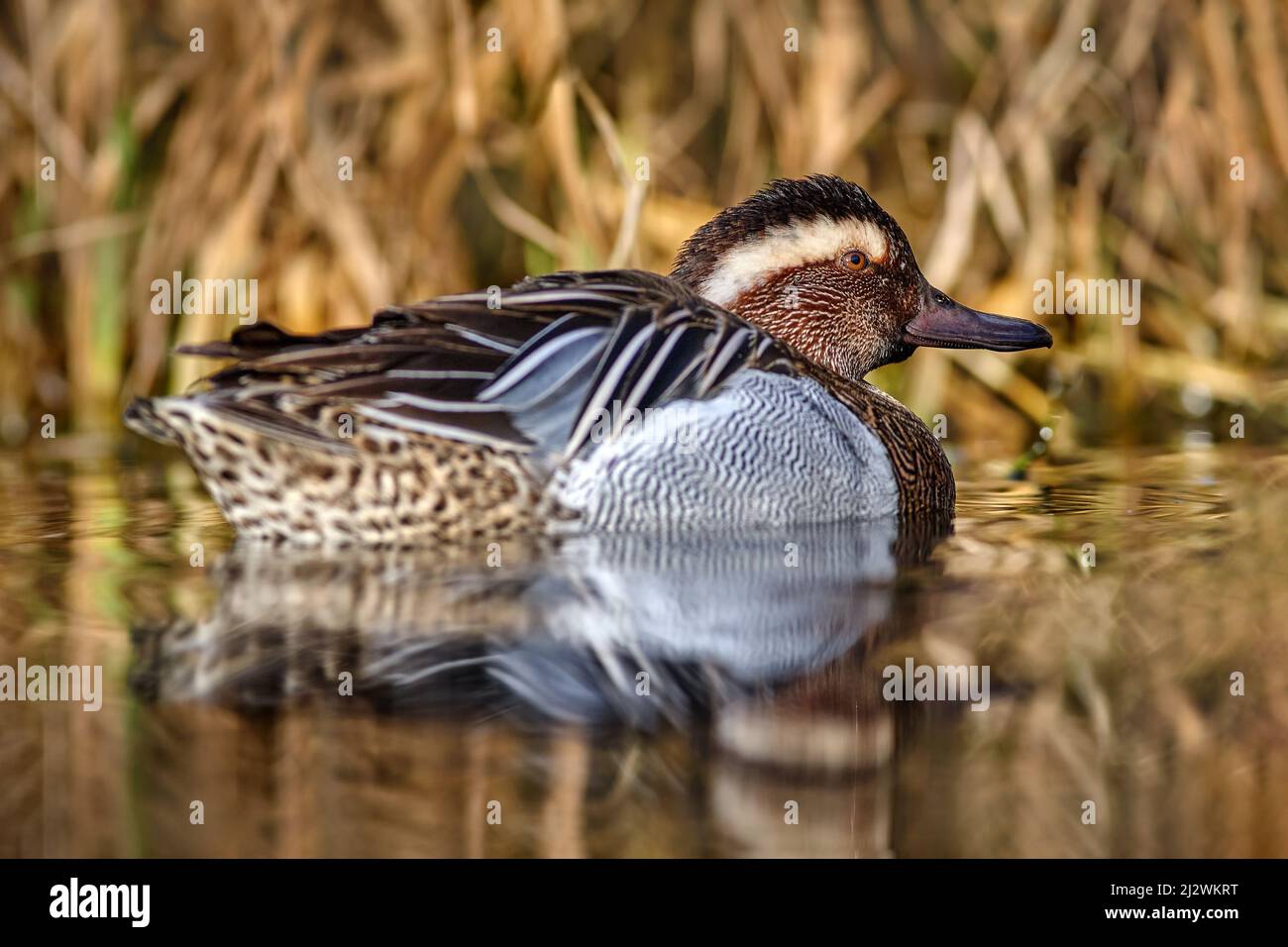 Garganey, Anas querquedula, small dabbling duck. It breeds in much of ...