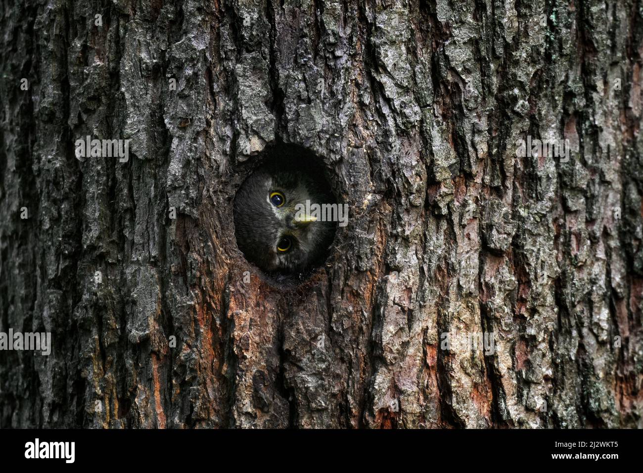 Owl in the tree nest hole. Pygmy Owl, sitting on tree spruce branch ...
