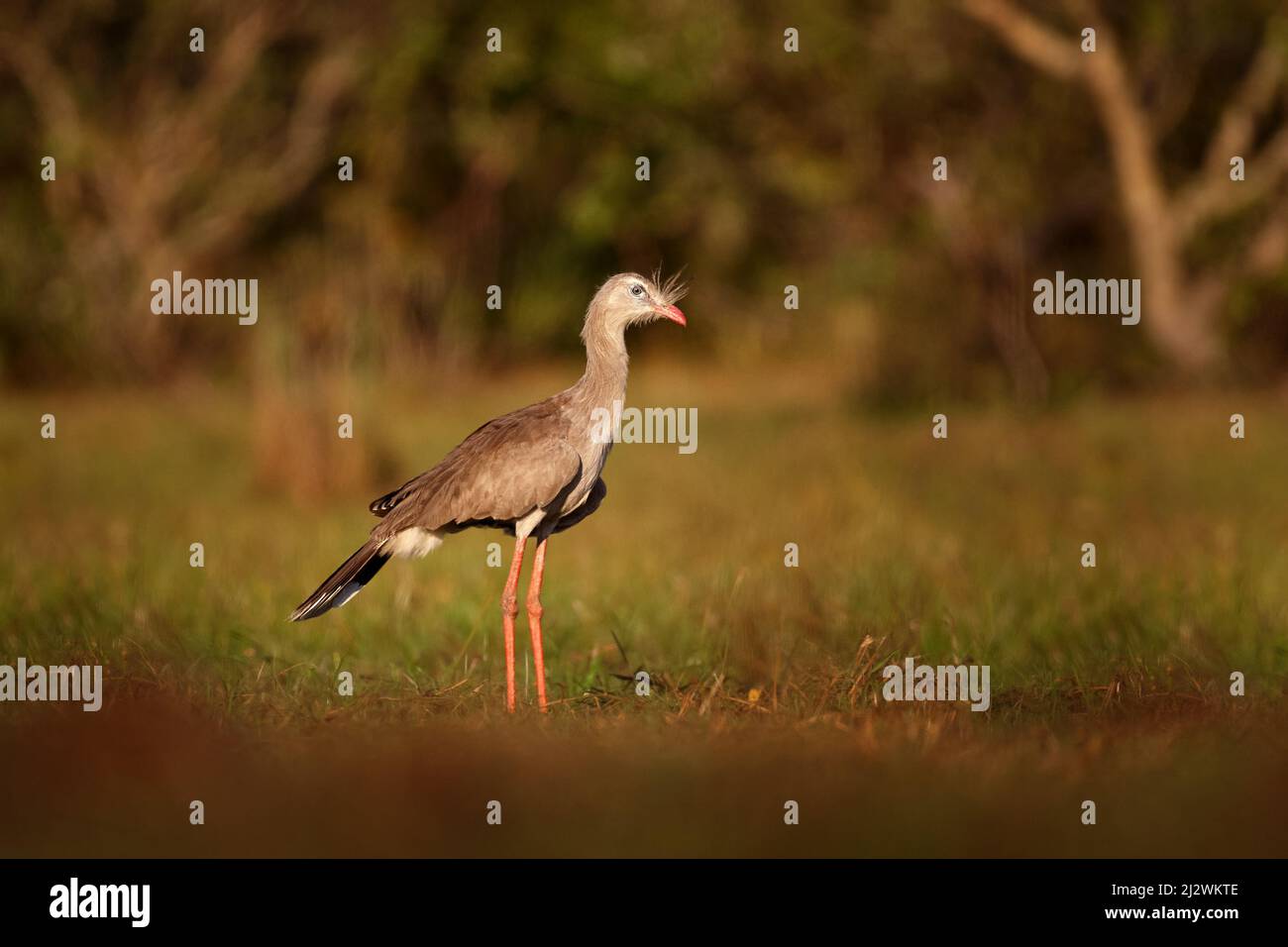 Seriema bird from Brazilian nature. Bird in the grassy meadow, long red ...