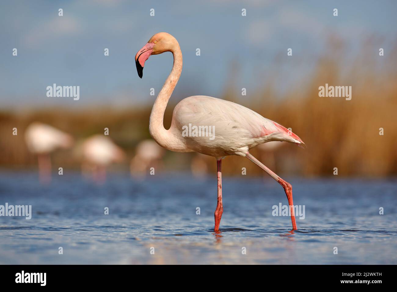 Greater Flamingo, Phoenicopterus ruber, beautiful pink big bird with long neck in dark blue ...