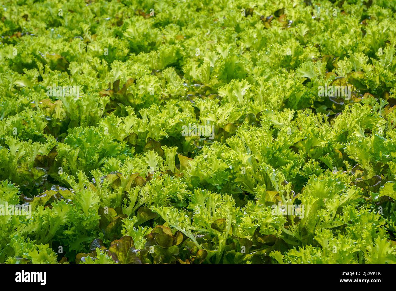 Lettuce grown on the farm. Field of green leaves for vegetable salad ...