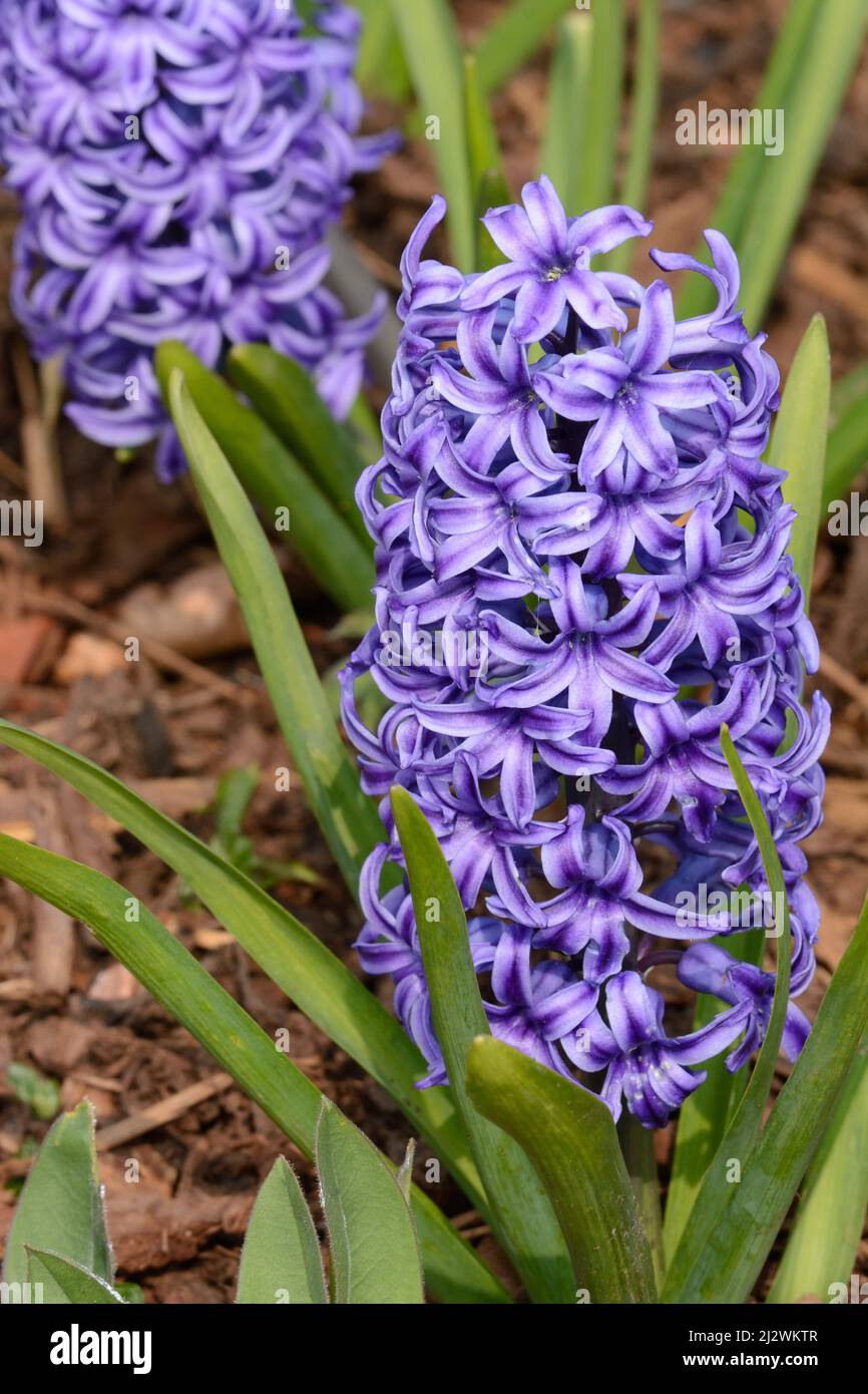 Hyacinthus orientalis Aida deep indigo blue Hyacinth flowers in spring ...
