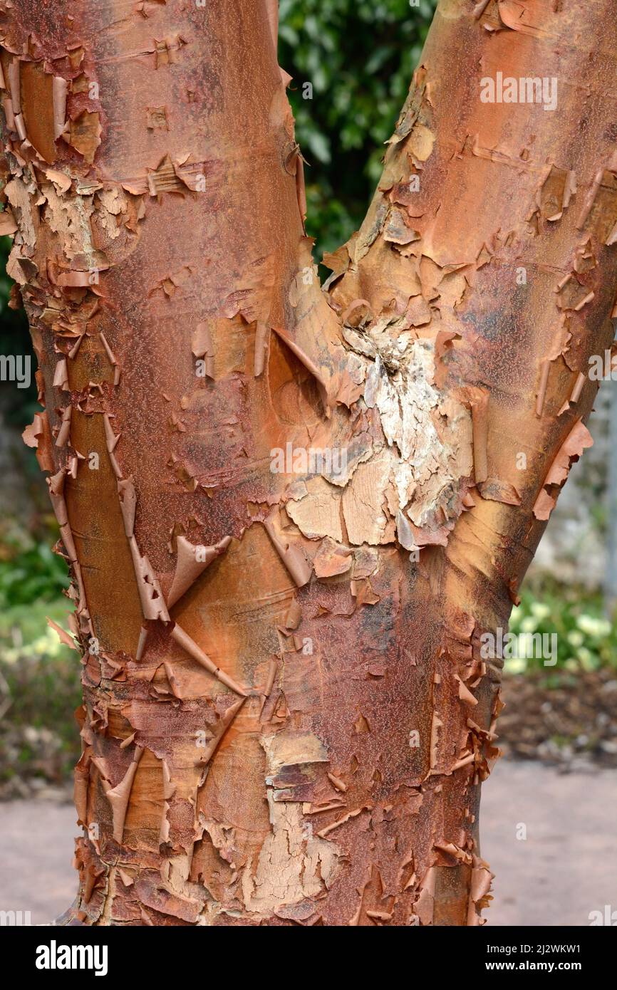 Peeling bark of the Acer griseum Paperbark maple Blood-bark maple tree ...