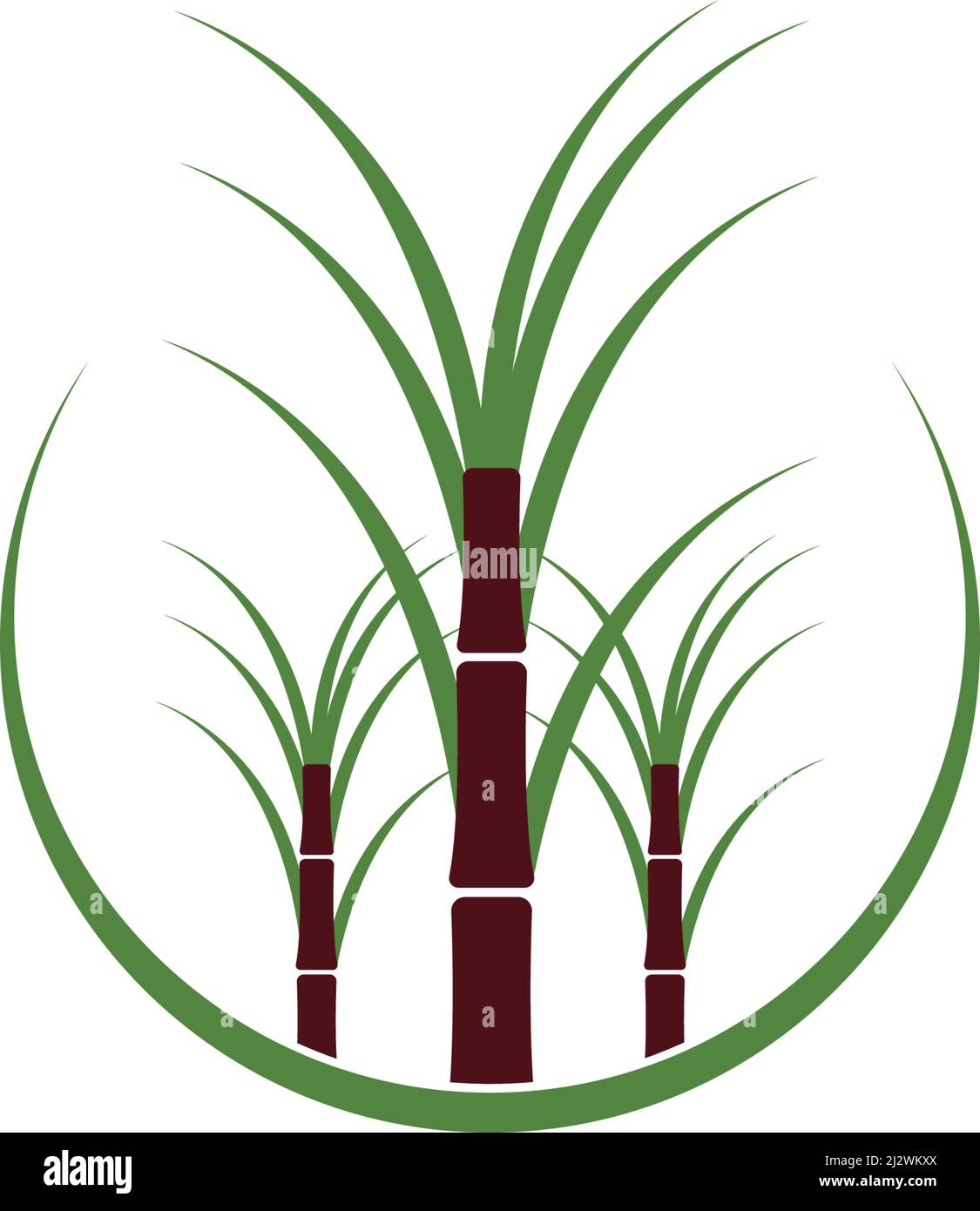 Sugar cane plant logo vector illustration design Stock Vector Image ...