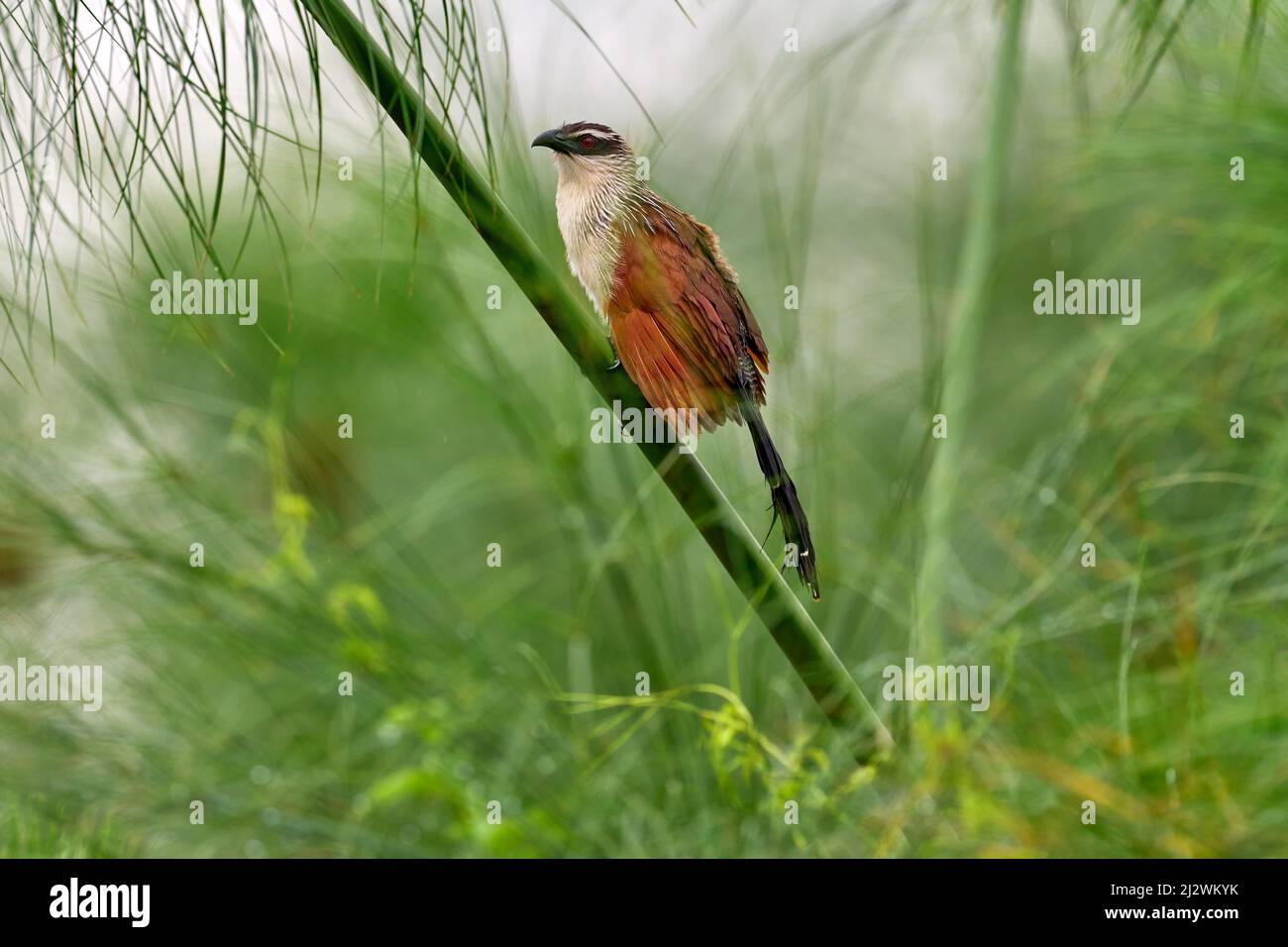 White-browed coucal or lark-heeled cuckoo, bird in family Cuculidae ...