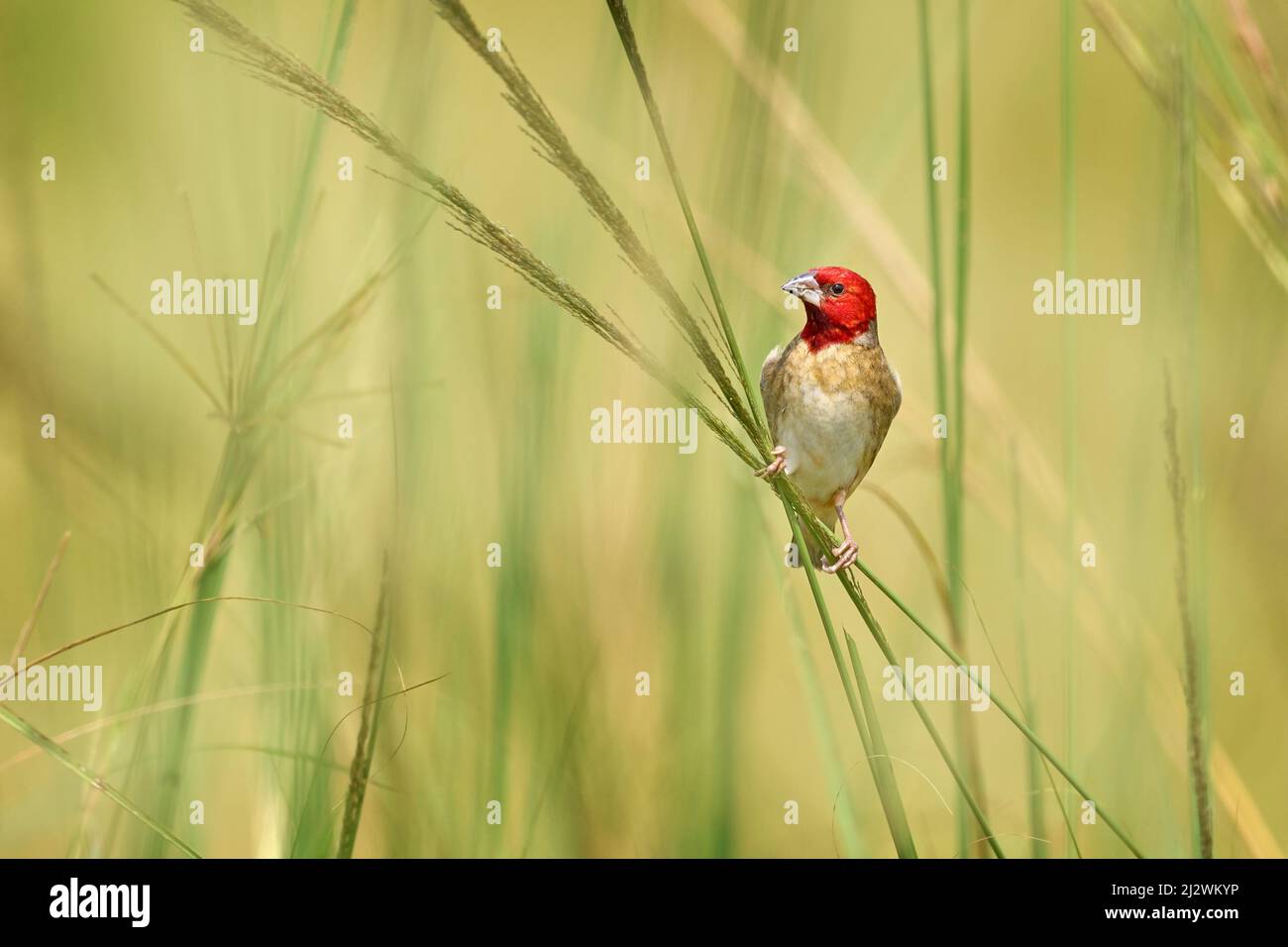 Quelea bird nest hi-res stock photography and images - Alamy
