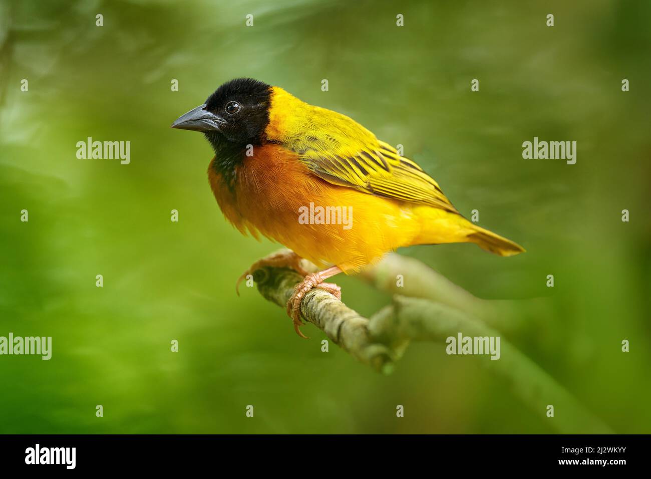 Black-headed weaver, Ploceus melanocephalus, also known as yellow ...