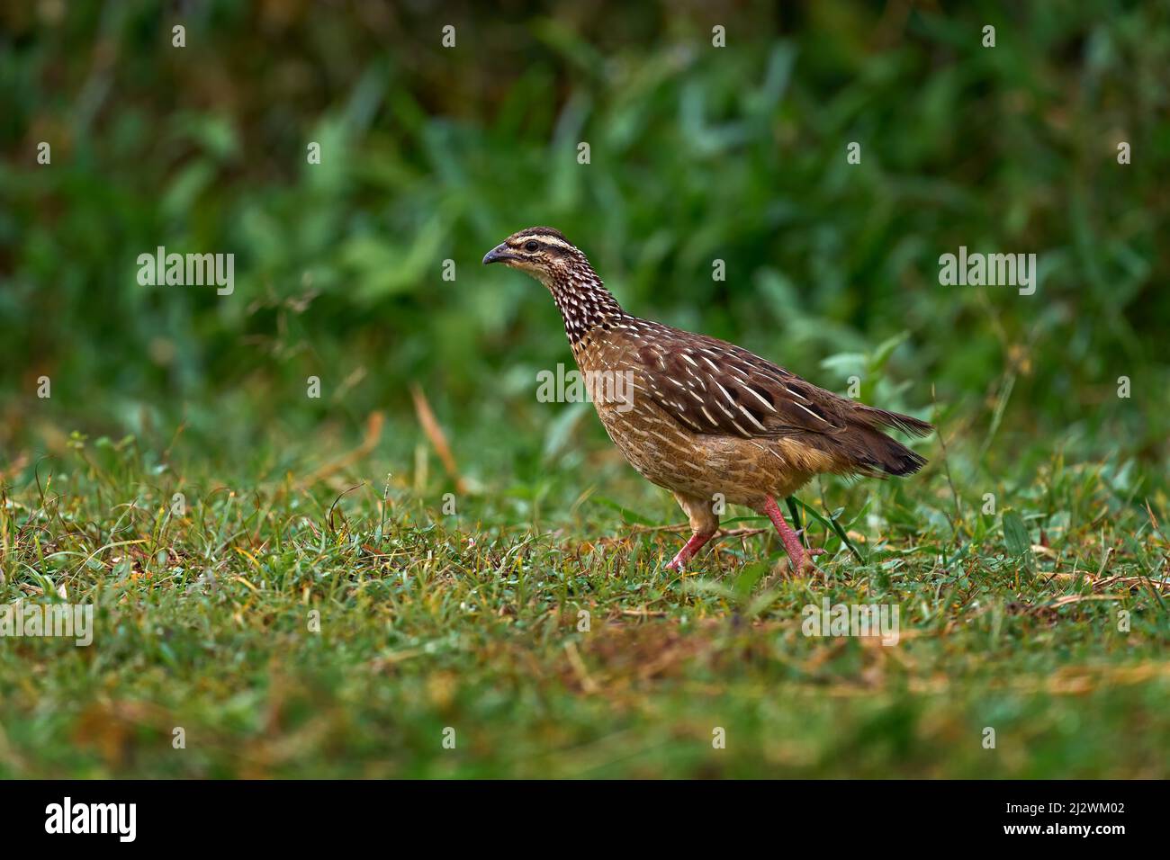 Crested Francolin, Dendroperdix sephaena, bird in the nature habitat ...