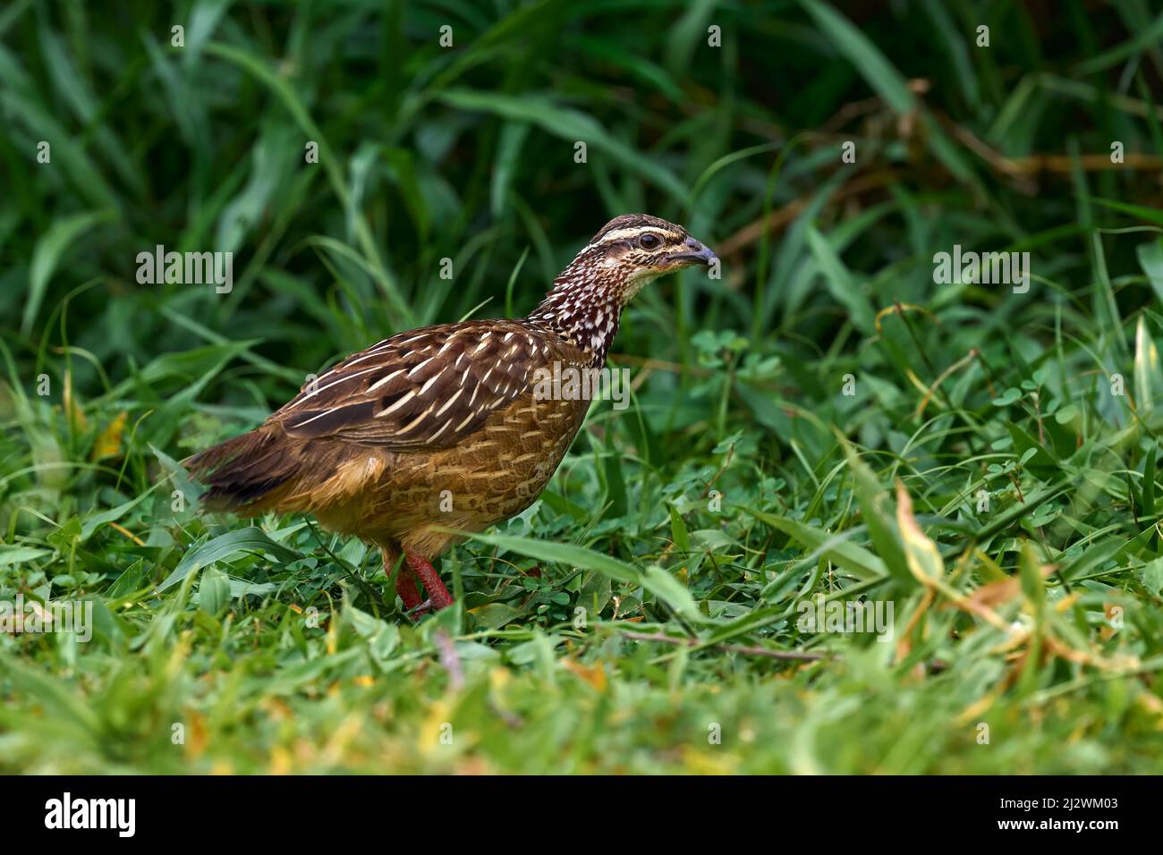 Crested Francolin, Dendroperdix sephaena, bird in the nature habitat ...