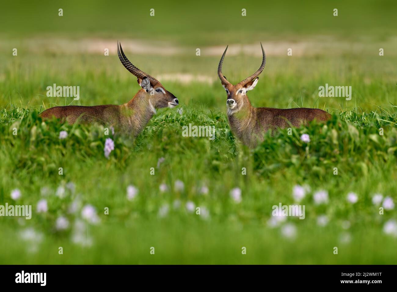 Africa wildlife. Waterbuck in water, Kobus ellipsiprymnus, large ...
