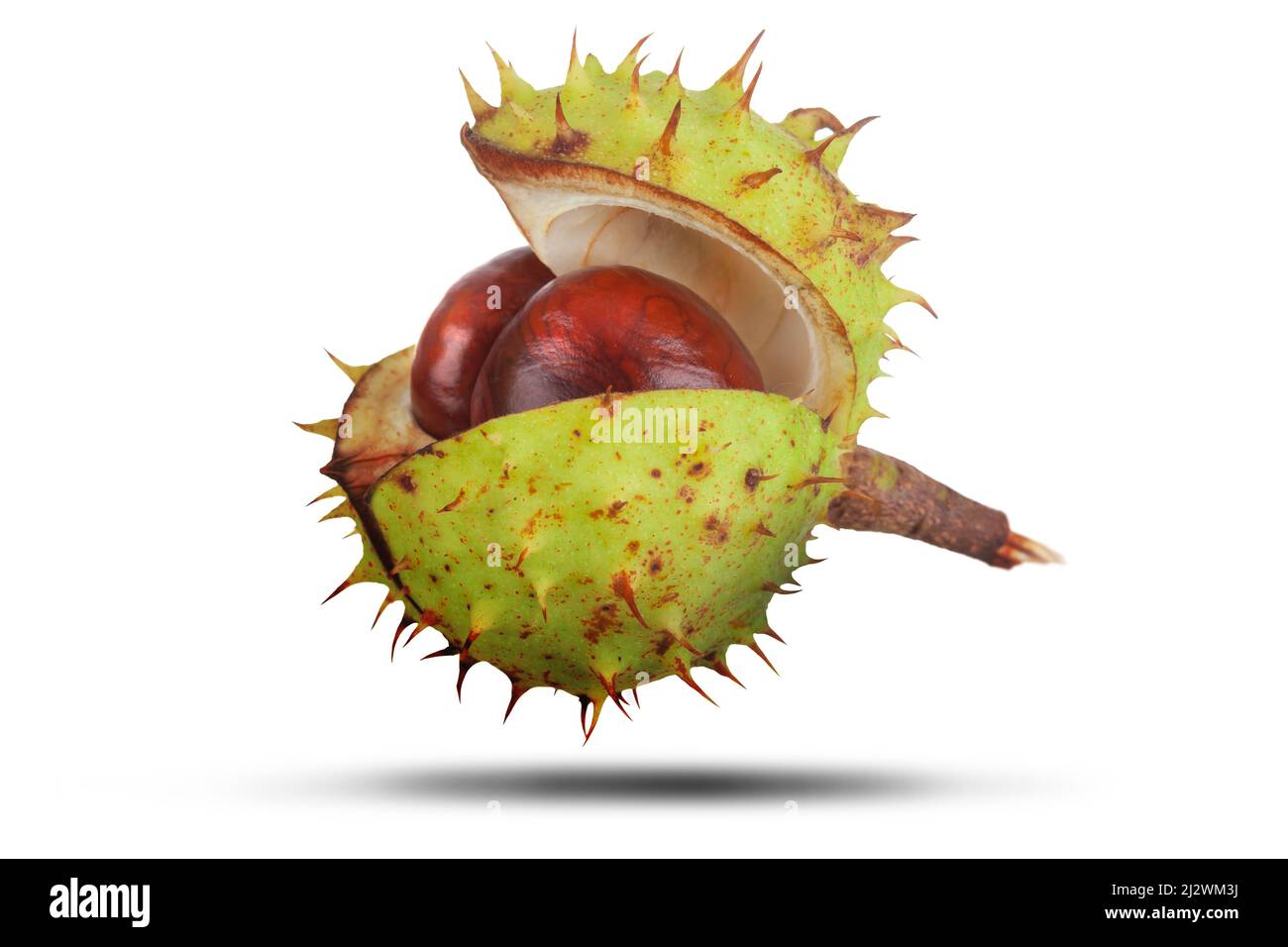 Conkers inside green spiked case isolated on white with shadow. Natural ...