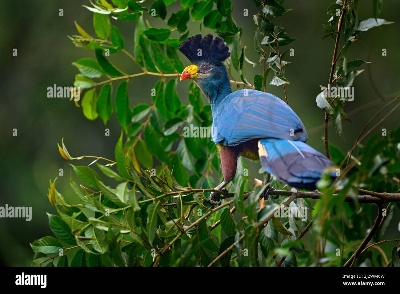 Great blue turaco, Corythaeola cristata, bird sitting on the tree ...
