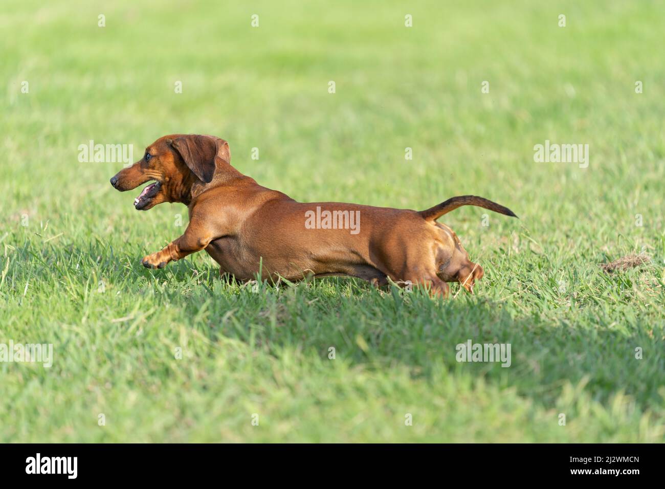 Dachshund dog out and about running towards on grass ears flapping and ...